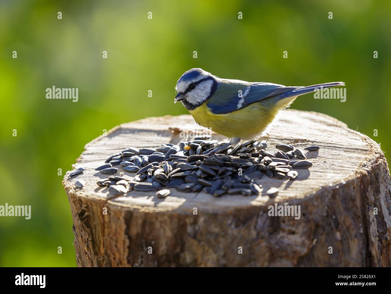little bird feeding on a bird feeder with sunflower seeds. Blue tit ...