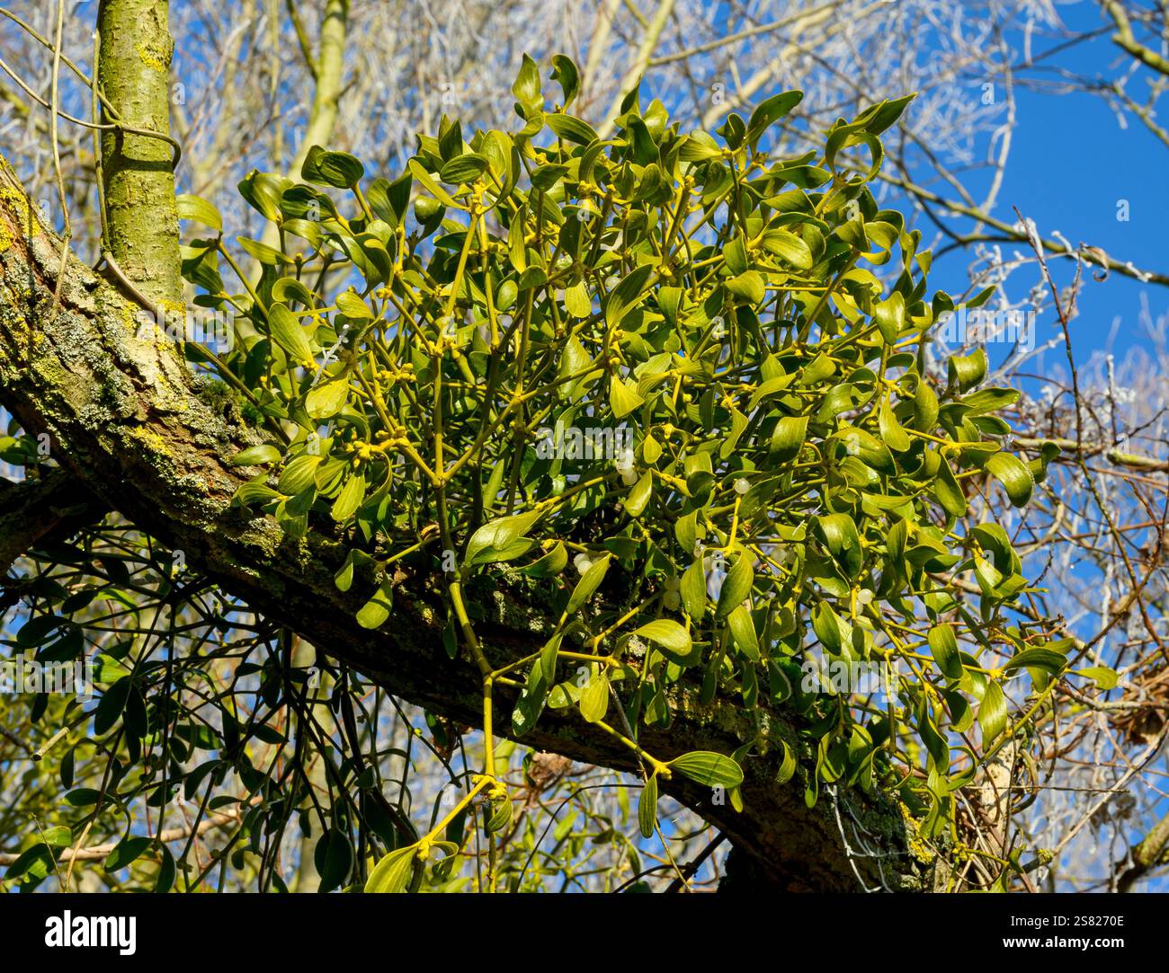Mallnow, Germany. 19th Jan, 2025. White mistletoe (lat. Viscum album ...