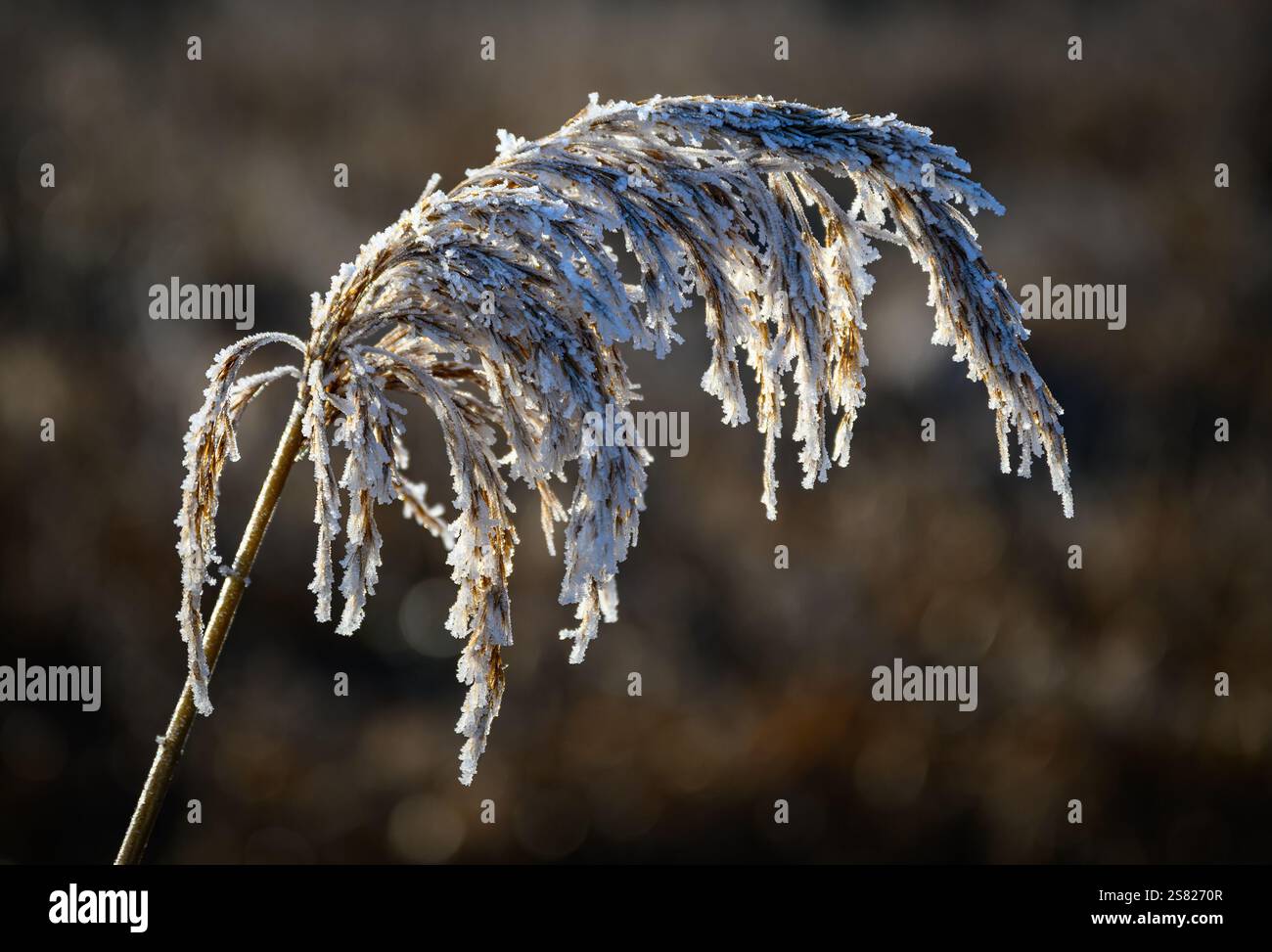 Mallnow, Germany. 19th Jan, 2025. The fruit of the reed (Phragmites ...