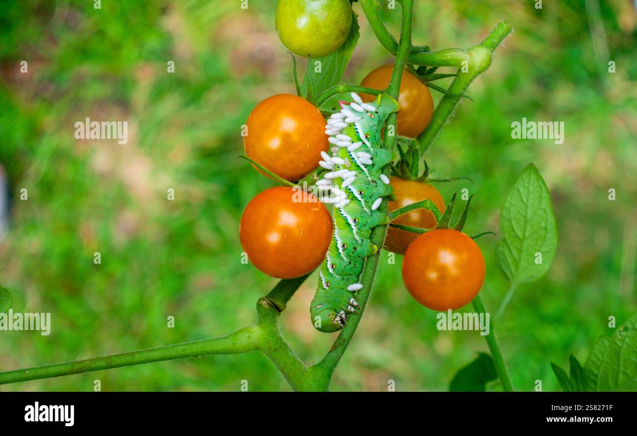 Tomato hornworm hi-res stock photography and images - Alamy