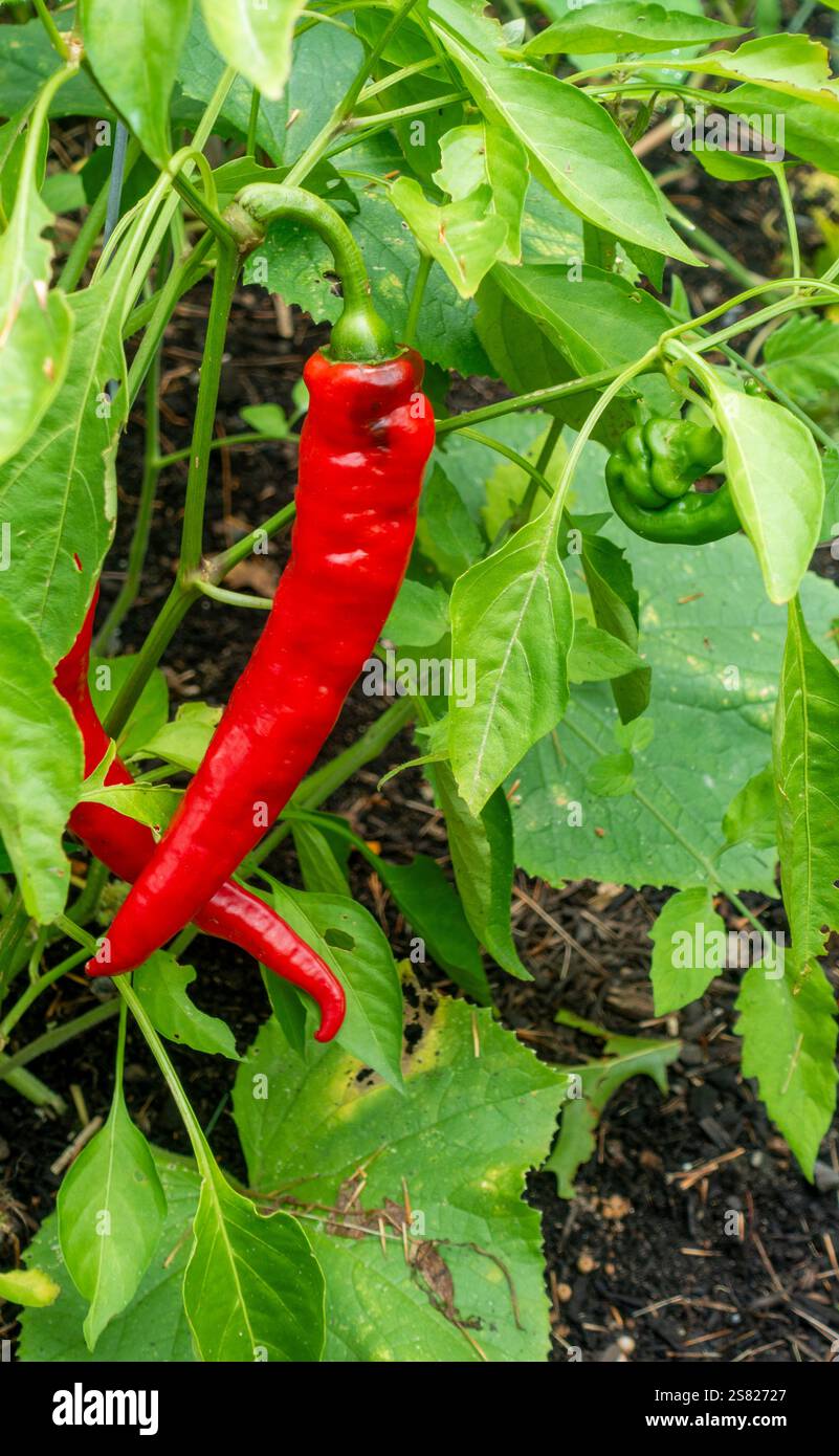 Jimmy nardello pepper hi-res stock photography and images - Alamy