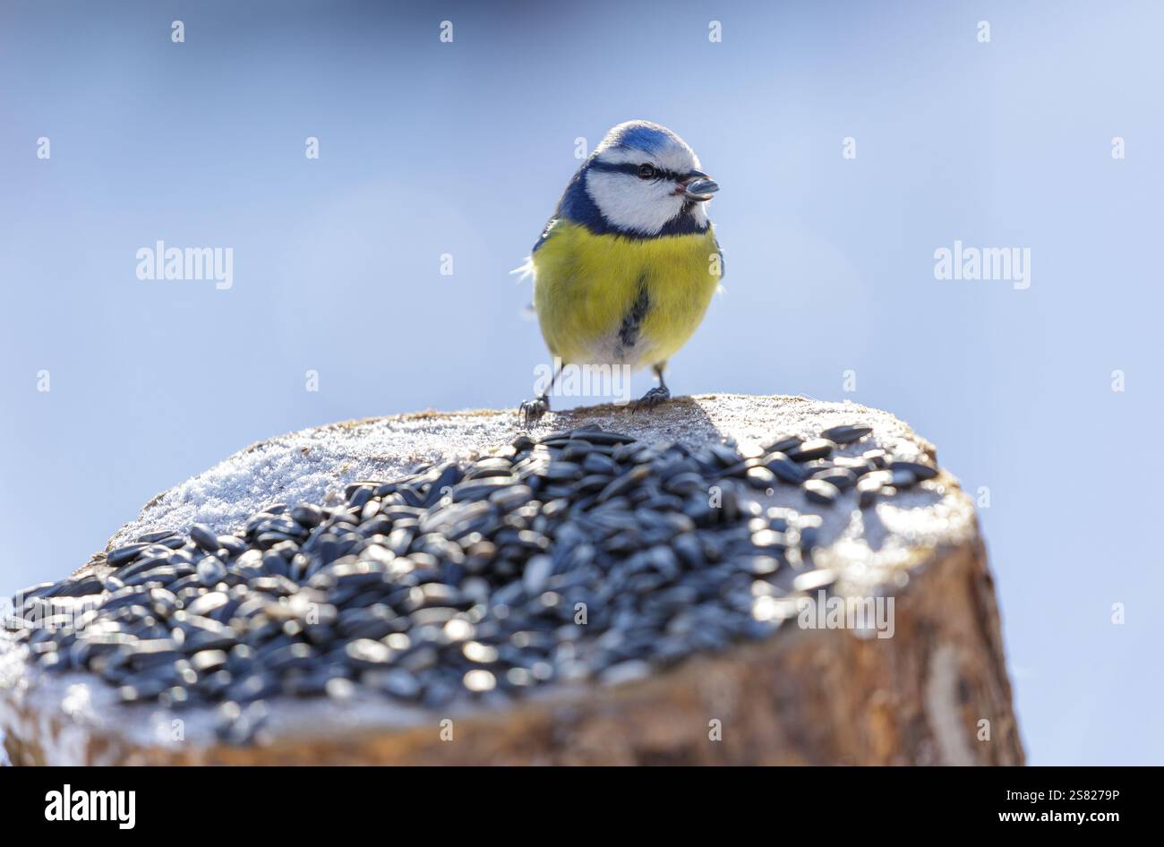 little bird feeding on a bird feeder with sunflower seeds. Blue tit ...