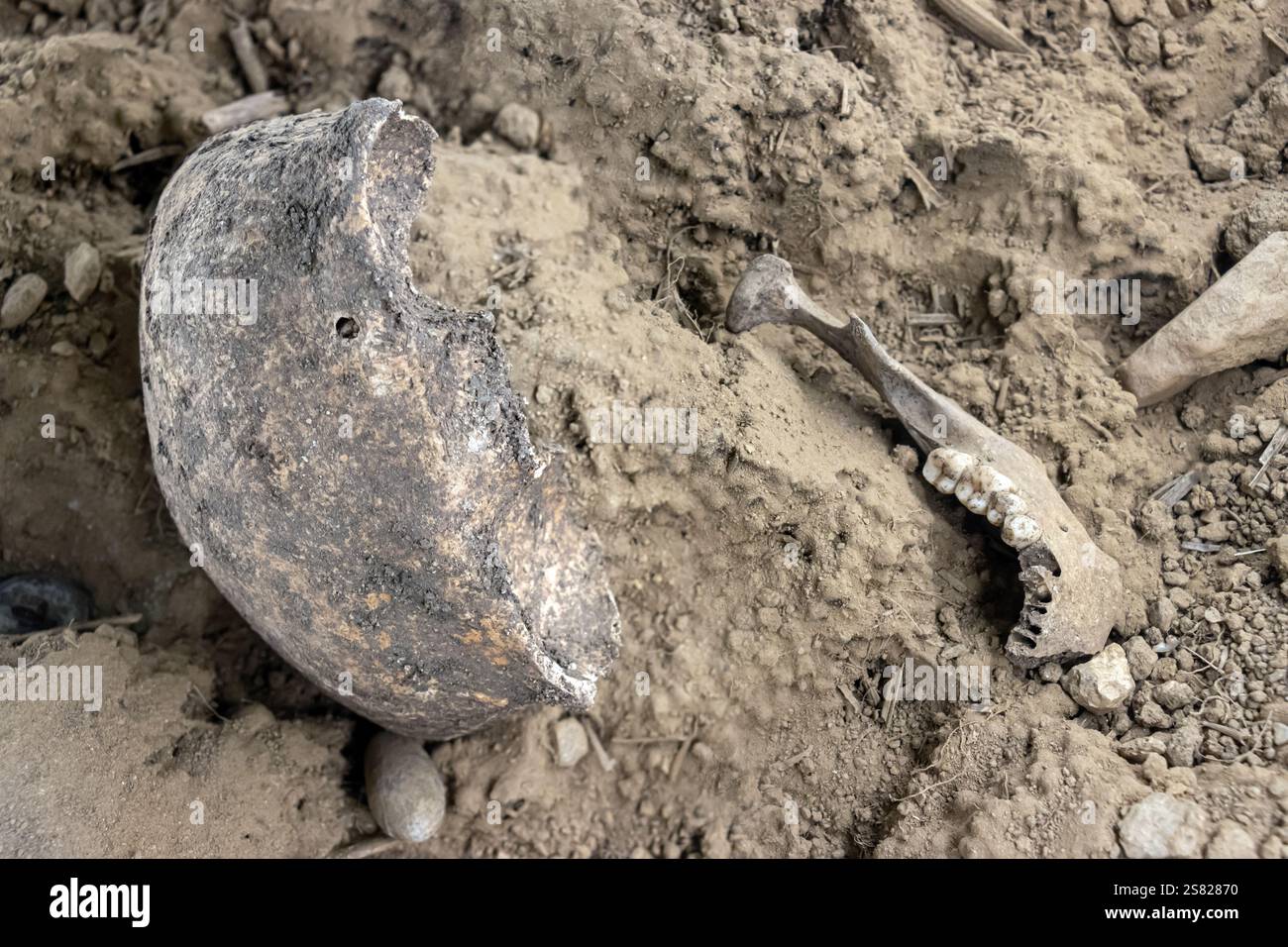 Human bones from archaeological finds from the battlefield Stock Photo ...