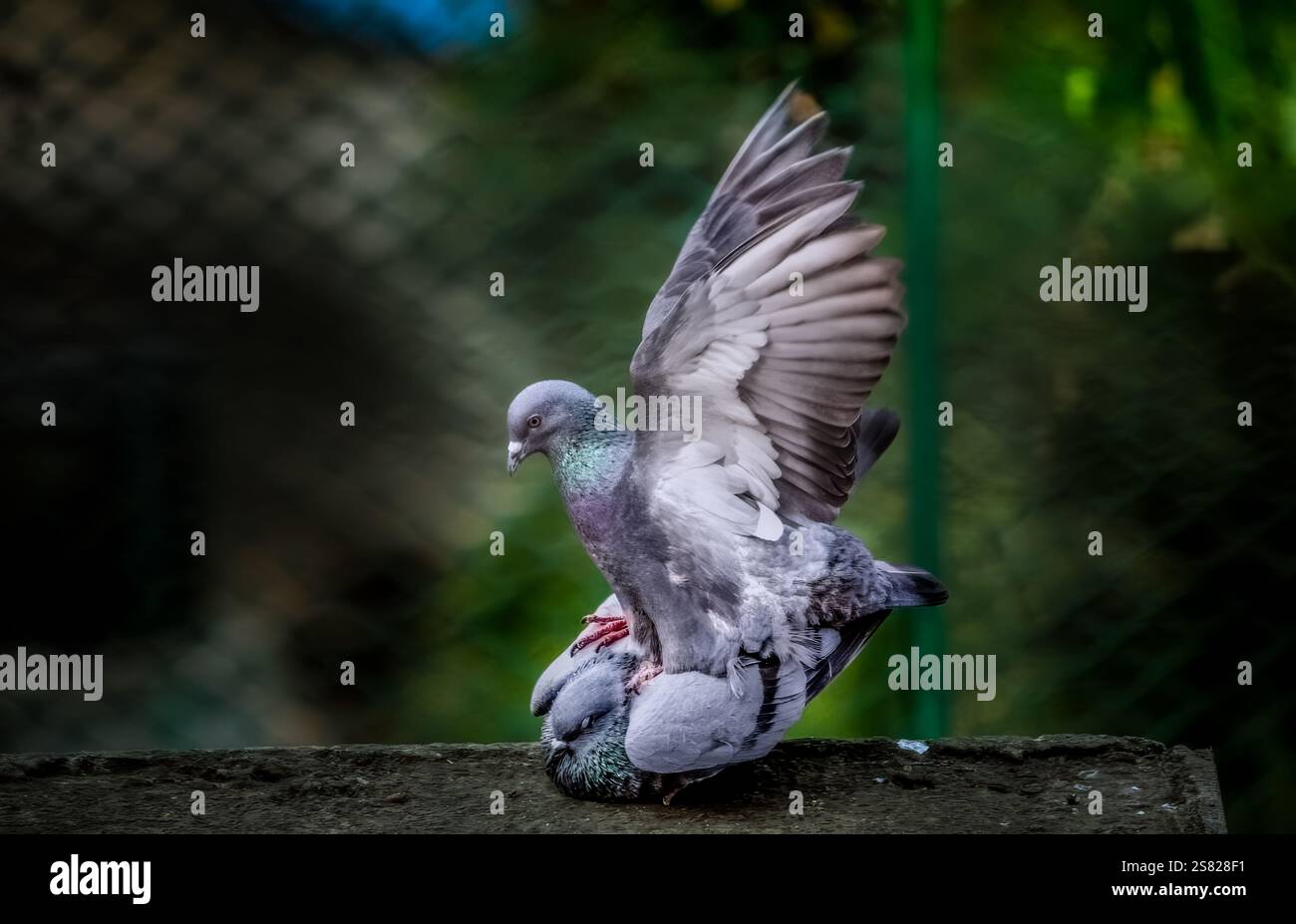 Two feral pigeons sitting on a rooftop in an urban setting, showcasing ...