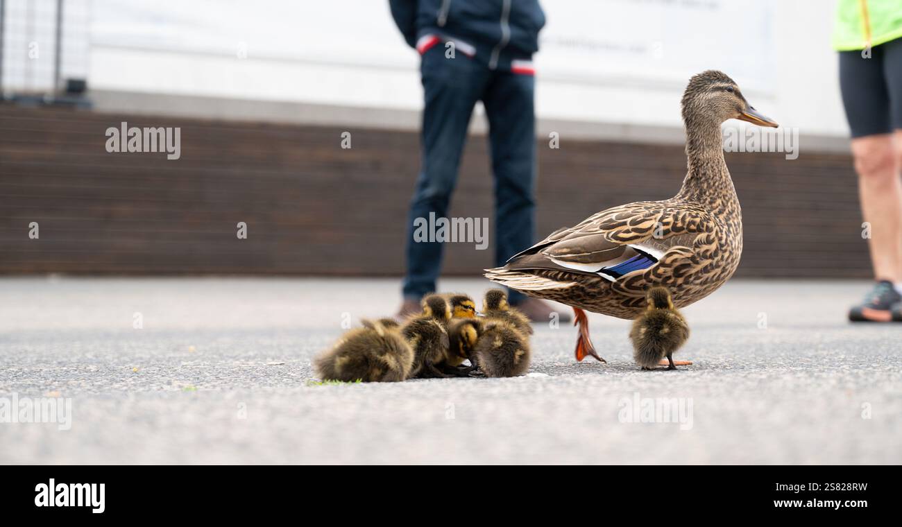 Duck family walking on a city road with cars, people trying to rescue ...