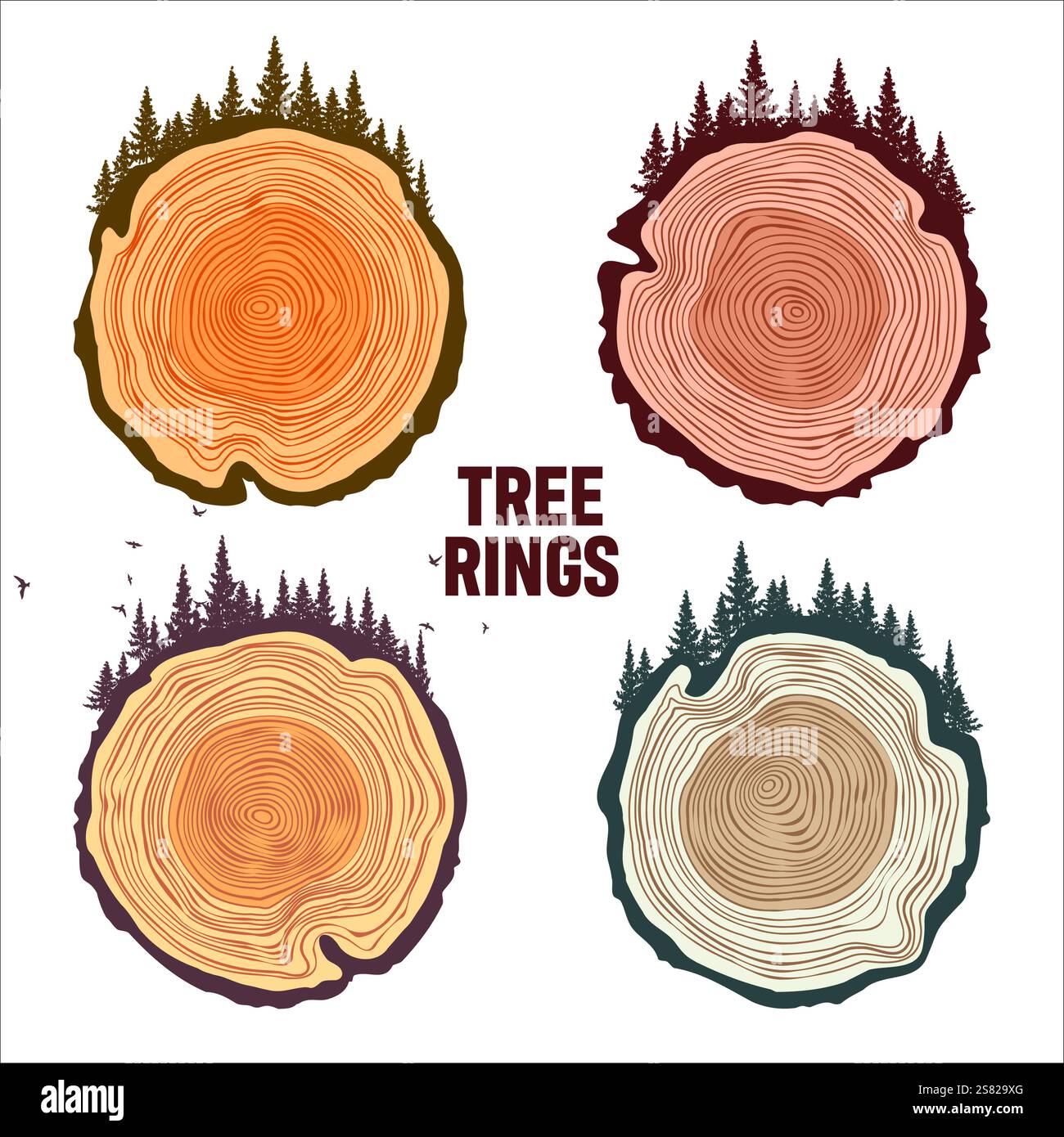 Round tree trunk cuts with trees, forest and birds. Sawn pine or oak ...