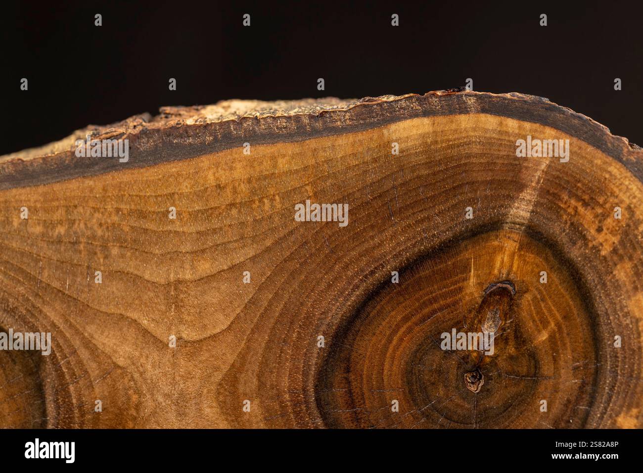 walnut tree wood with annual rings, processed for decoration a section ...