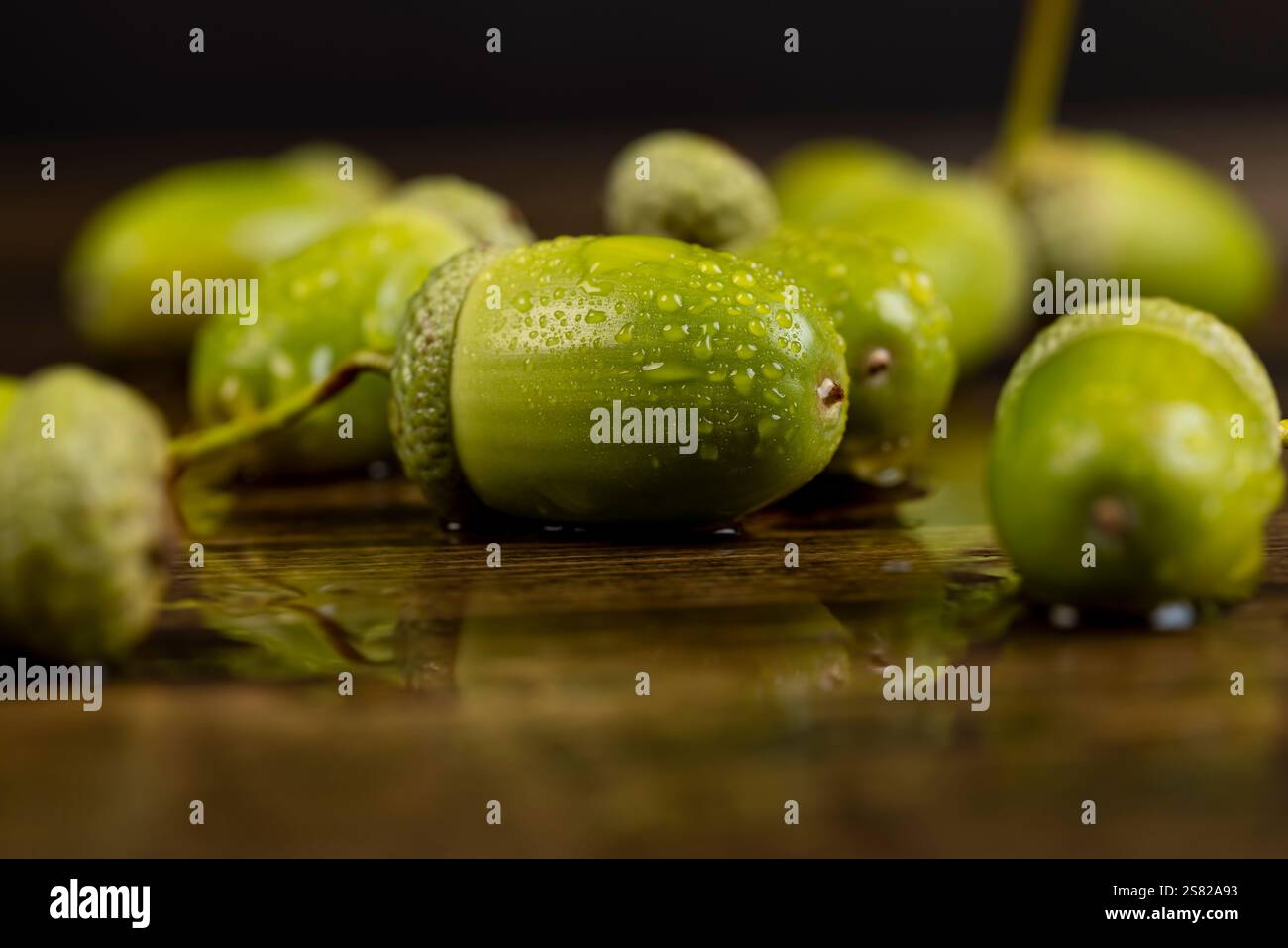 wet green big oak fruits acorns, wet in drops of water green oak acorn ...