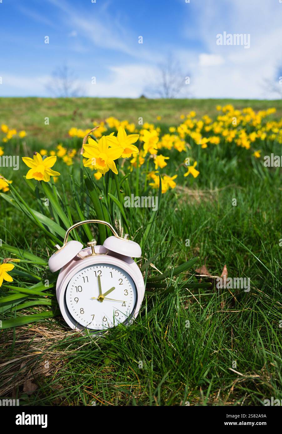 Alarm clock with daffodils flowers, switch to daylight saving time in ...