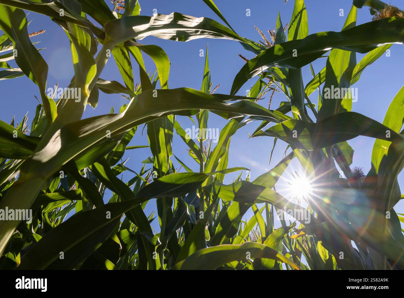 The sun is shining, corn in the field during flowering and pollination ...