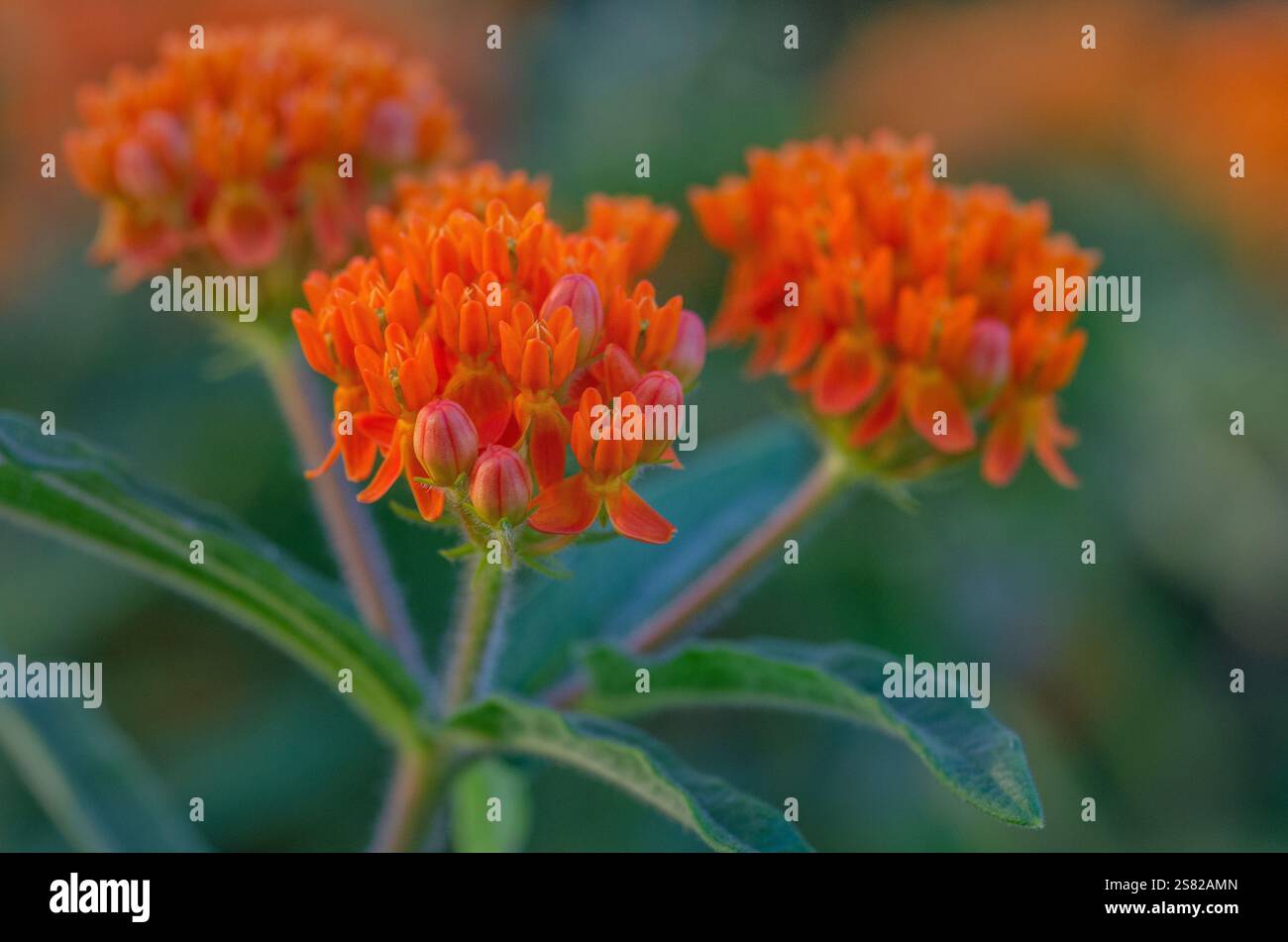 Butterfly weed, Asclepias tuberosa. Tuberous, hairy perennial with ...