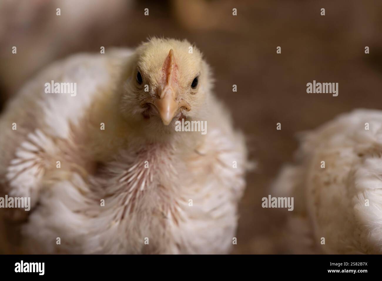 a poultry farm where chicken chickens are raised to produce meat ...