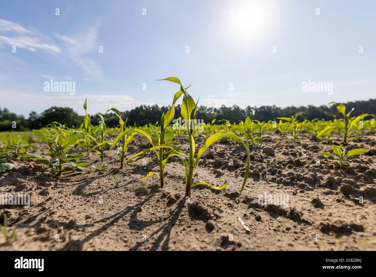 sweet corn sprouts near the forest, a field with green corn ...