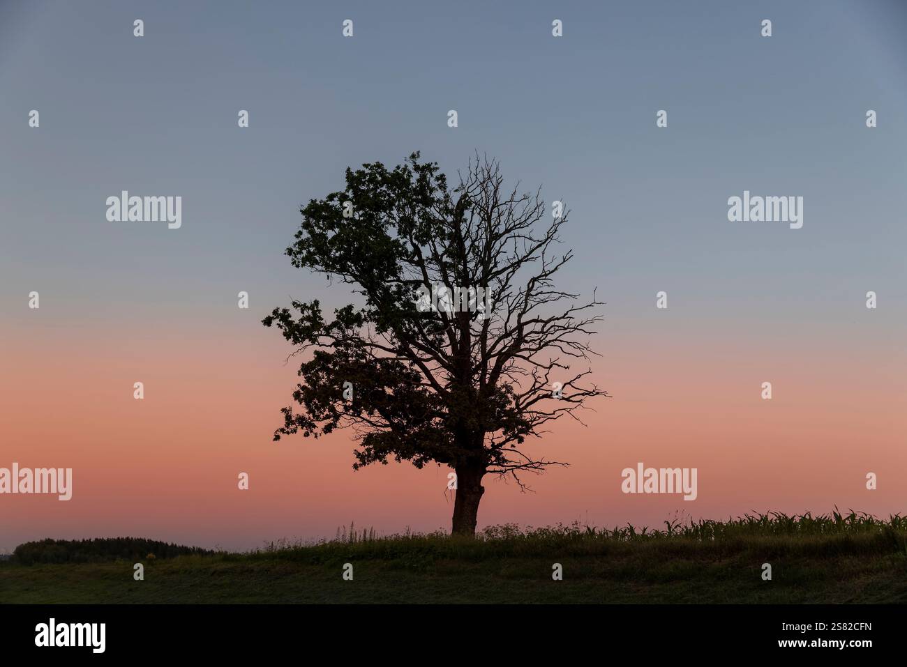 a half withered tree on a hill , sunset, a deciduous tree half of which ...