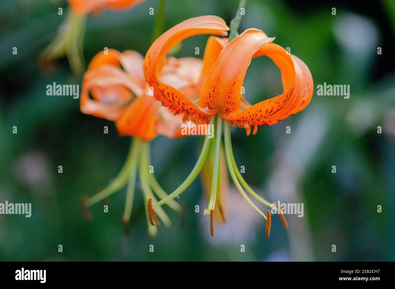 Nodding flower head hi-res stock photography and images - Alamy
