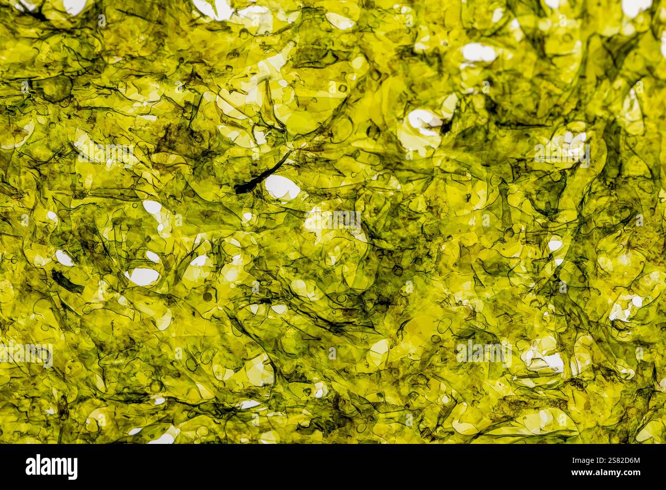 fried and dehydrated green algae, thin green algae on the table during ...