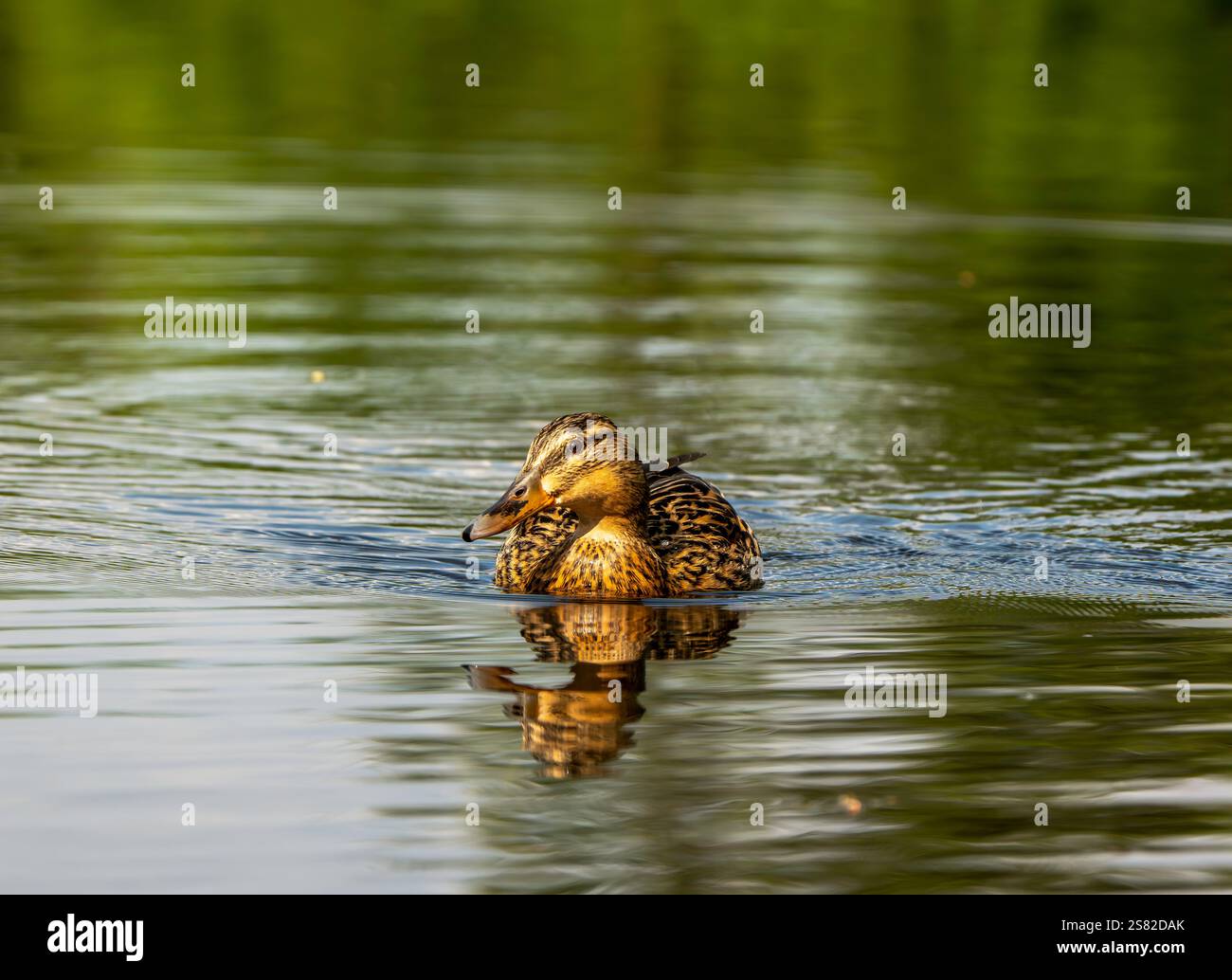 Female Mallard Duck Floating on a Calm Lake Stock Photo - Alamy