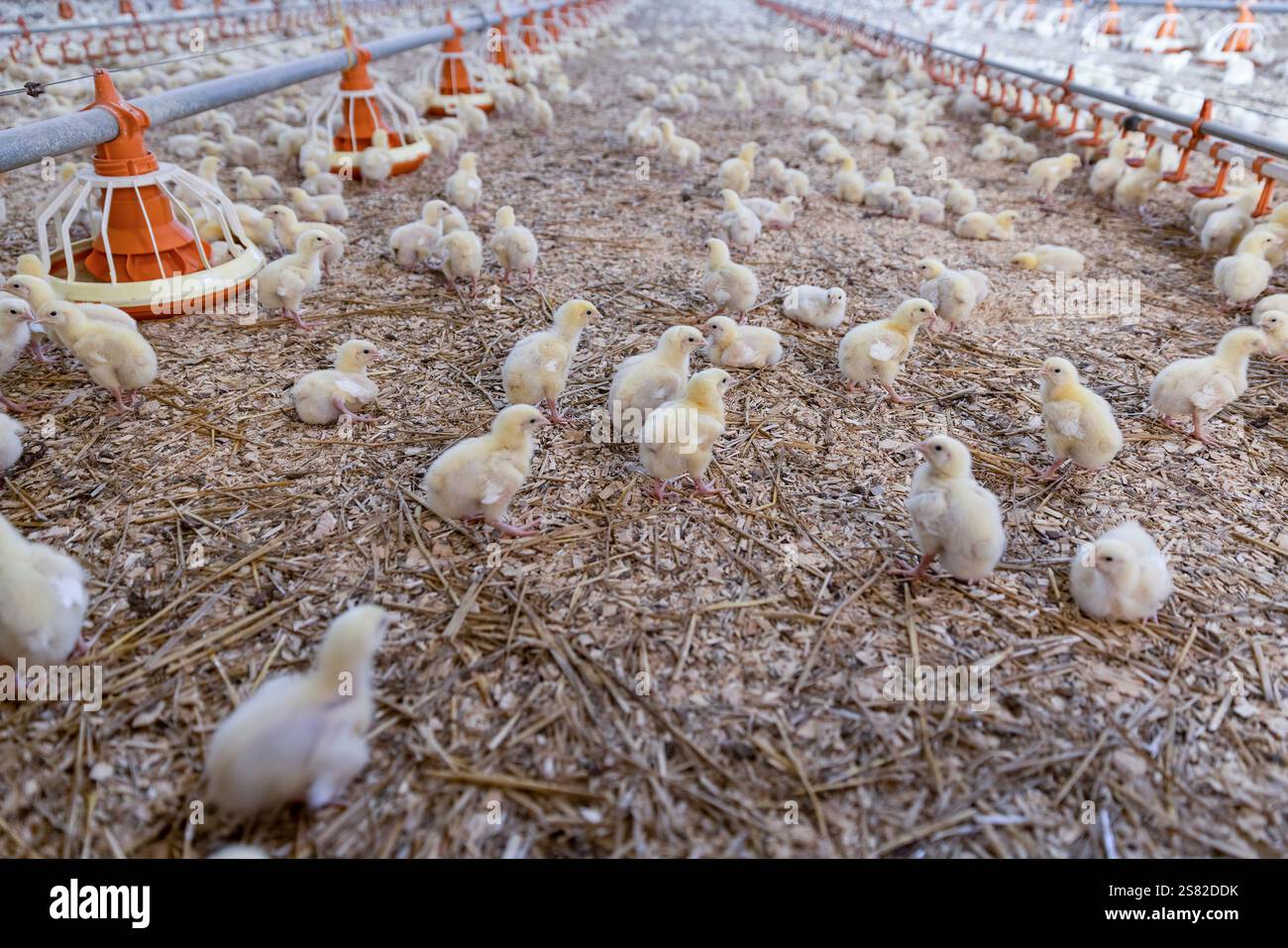 yellow chickens with fluff in the poultry farm, chickens in the poultry ...