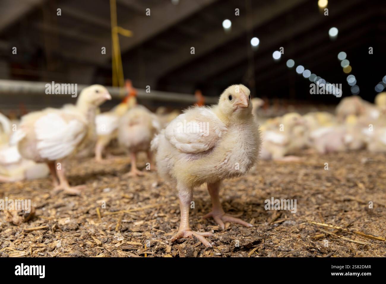 Funny little chickens stand in hi-res stock photography and images - Alamy