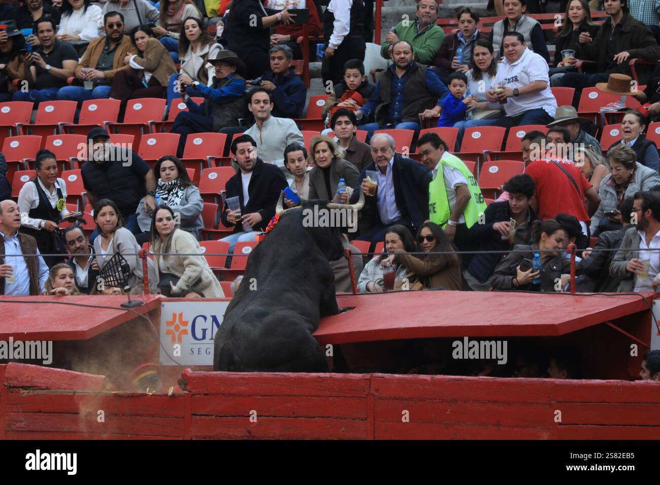 Mexico City, Mexico. 19th Jan, 2025. The fighting bull of the José ...