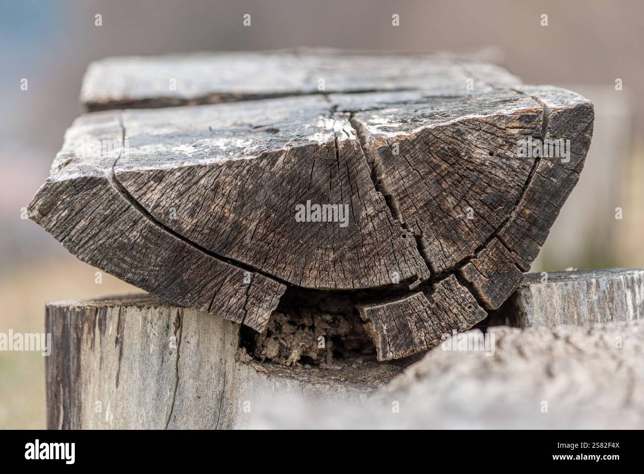 Old weathered wooden log, showing signs of deterioration and nature in ...