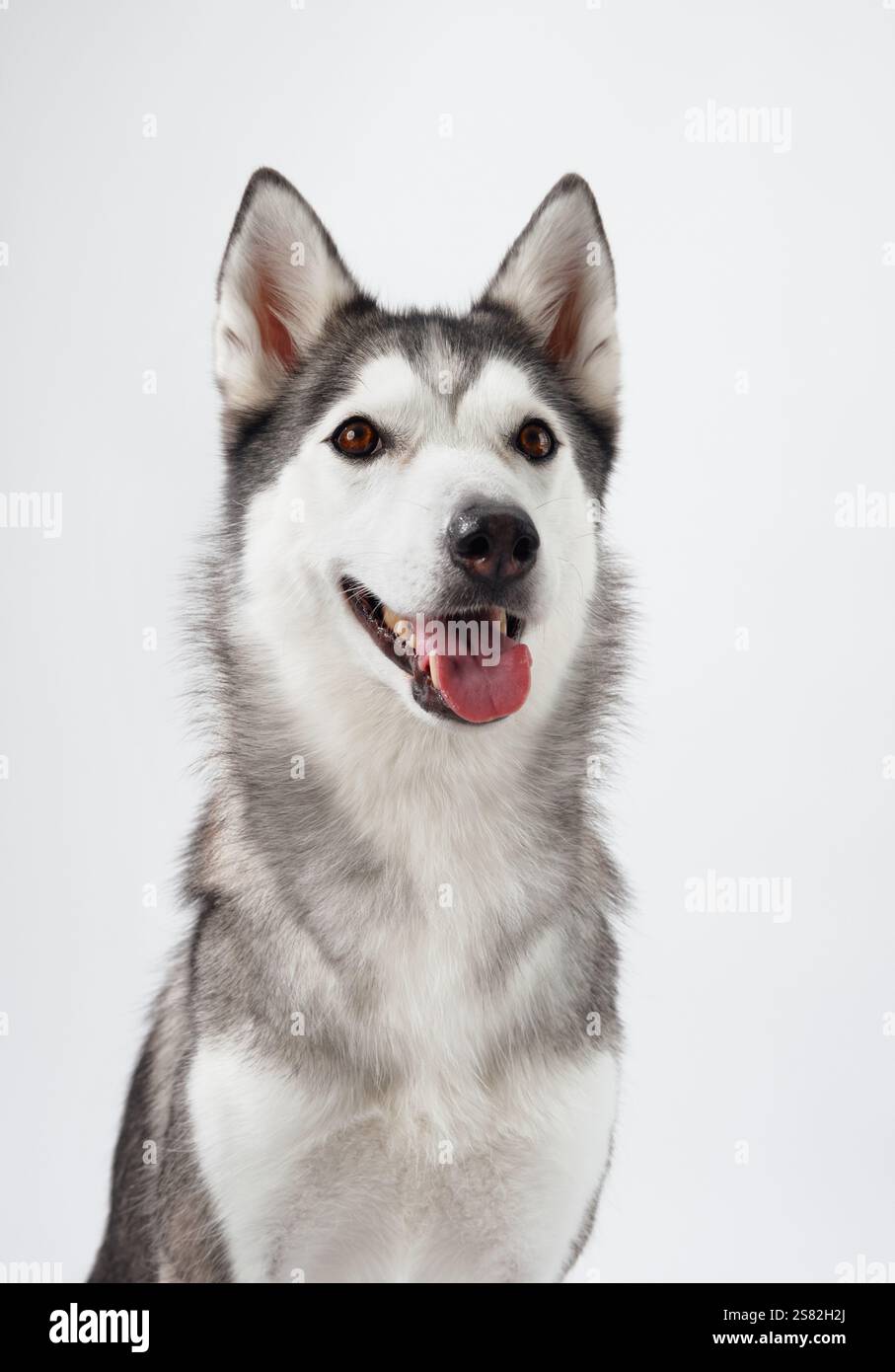 A close-up of a Siberian Husky smiling brightly against a white ...