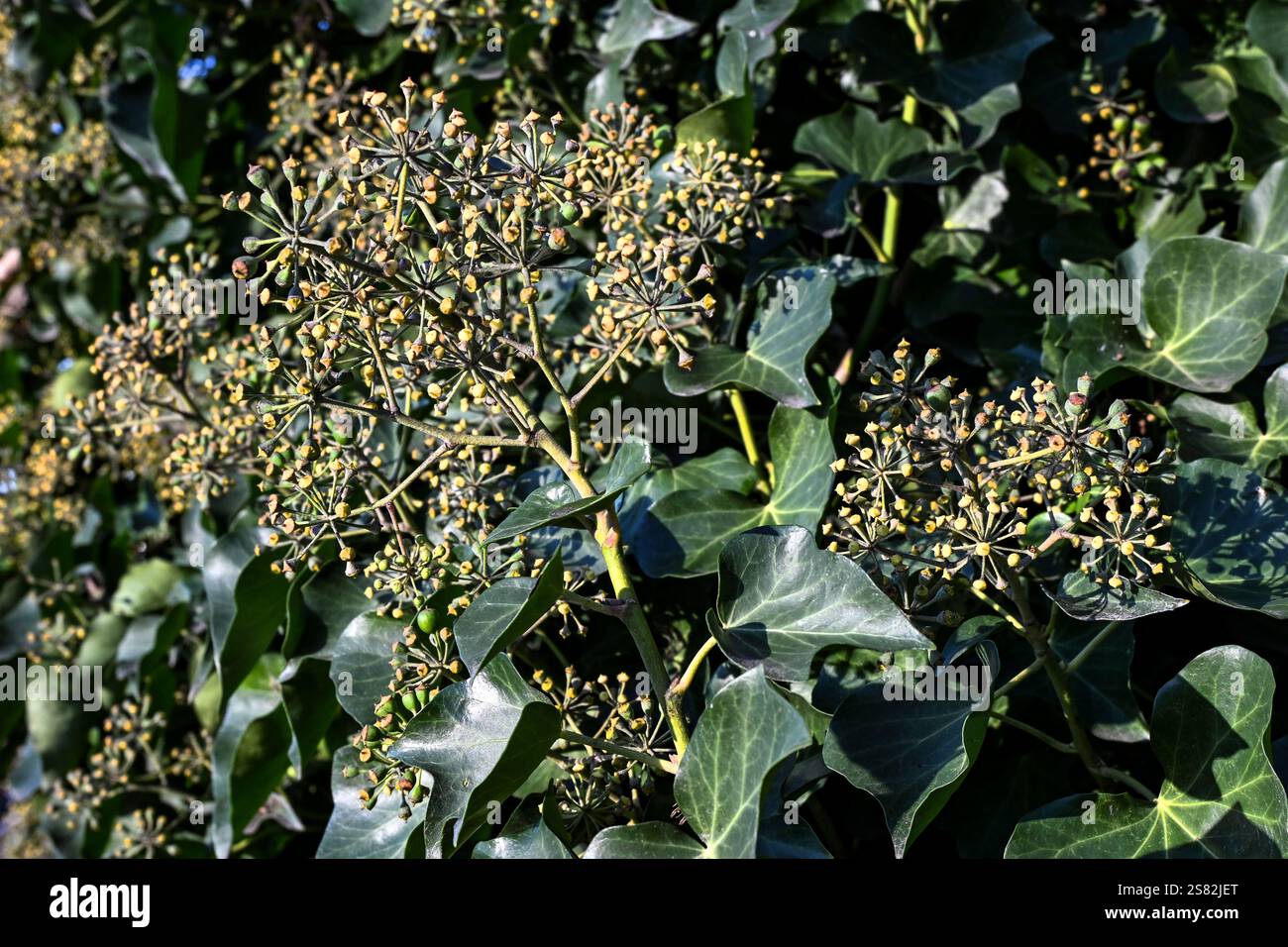 Inflorescence of common ivy (Hedera helix), the climbing plant is an ...