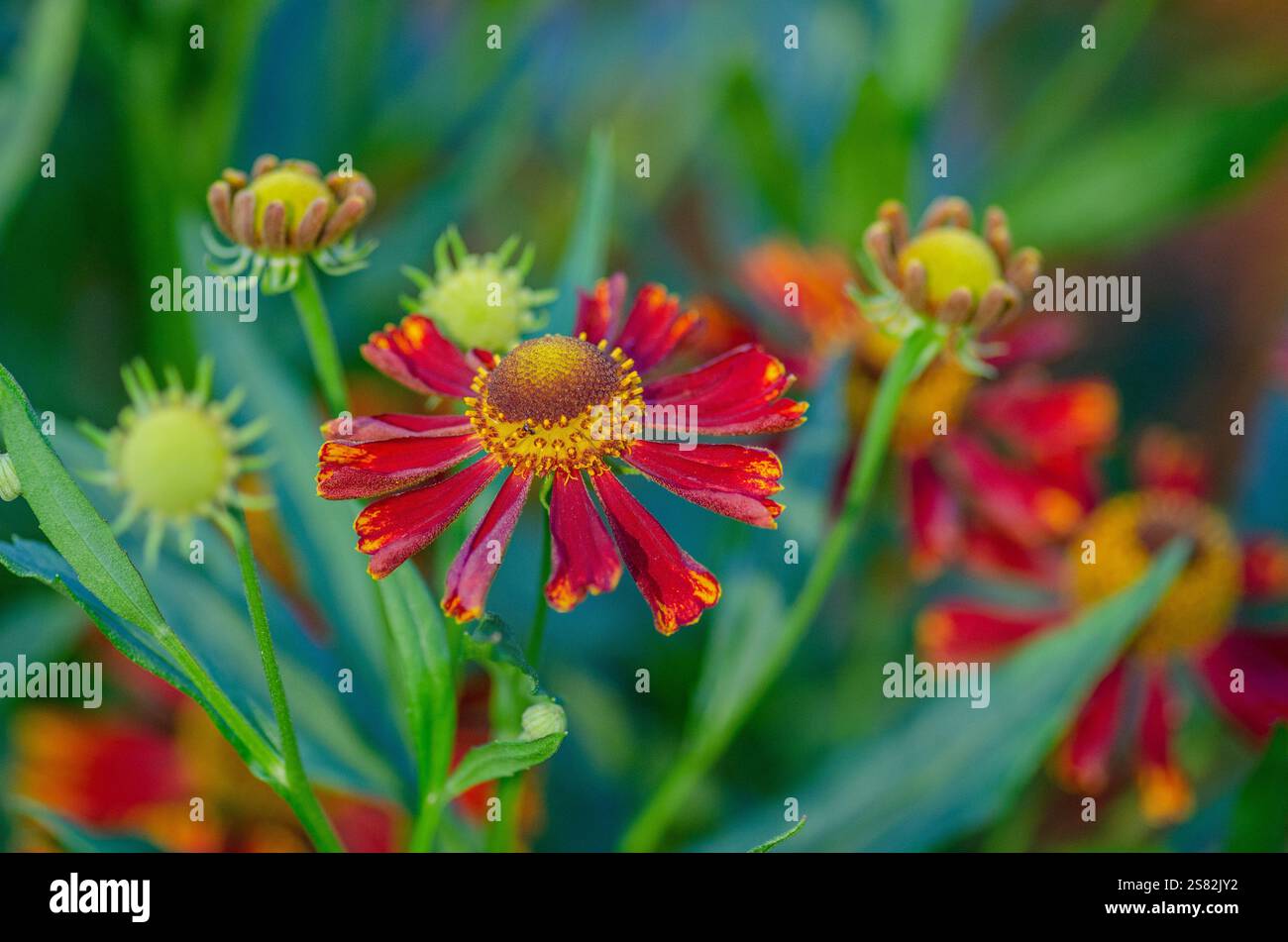 Common sneezeweed, Helenium autumnale, Red jewel, UK, Summer Stock ...