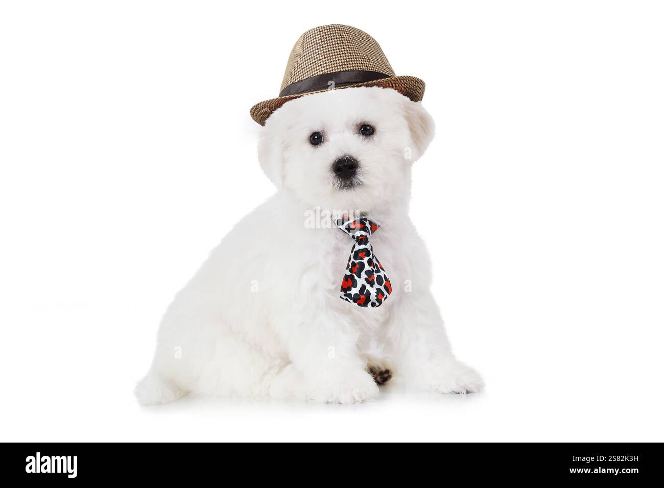 Two months old Pure breed Bichon Frise puppy in a hat isolated on white ...