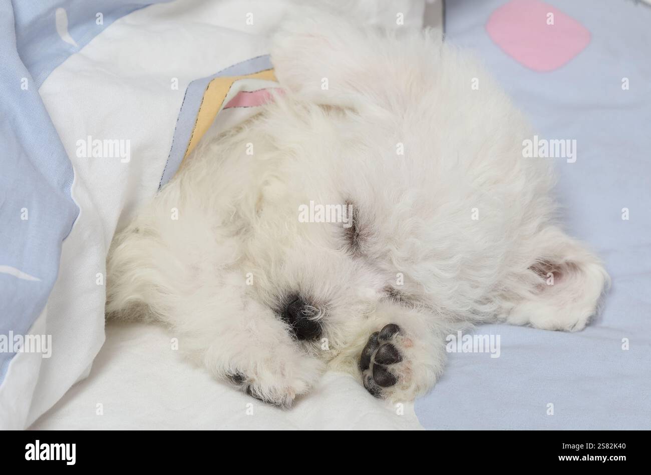 Two months old Pure breed Bichon Frise puppy sleeping in the bed Stock ...