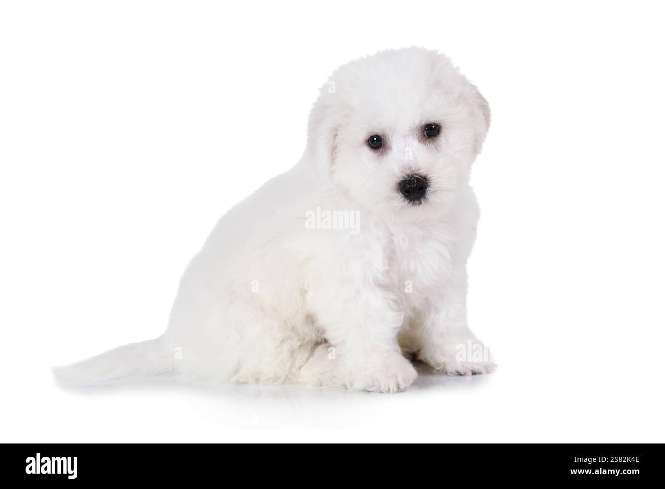 Two months old Pure breed Bichon Frise puppy isolated on white ...