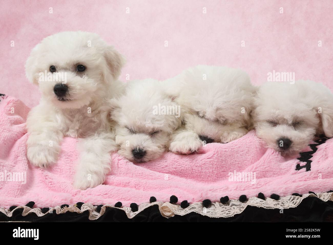 Two months old Pure breed Bichon Frise puppies sleeping in the bed ...