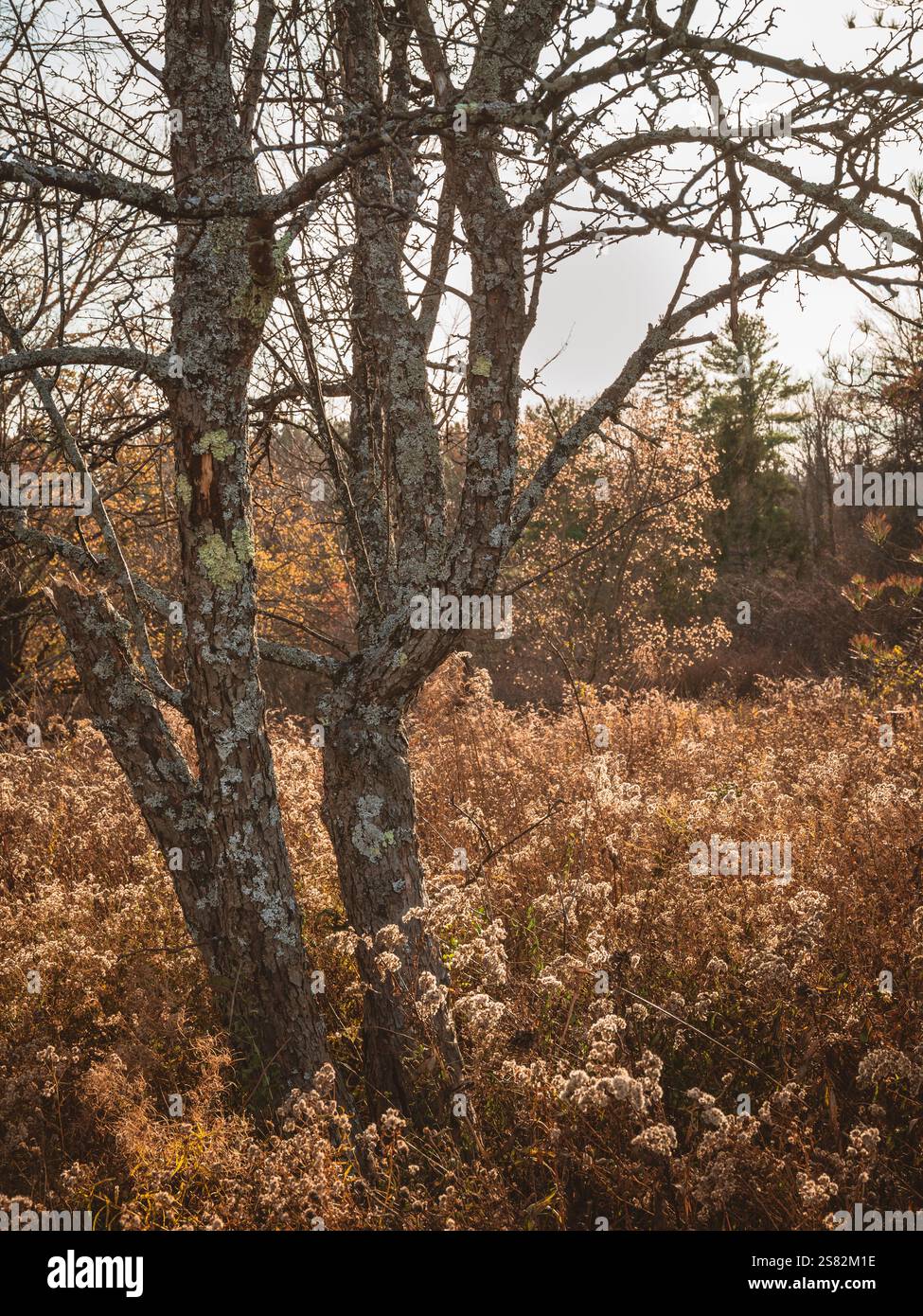 Late Fall in Upstate New York Dried Leaves Flower Garden Plants Stock ...