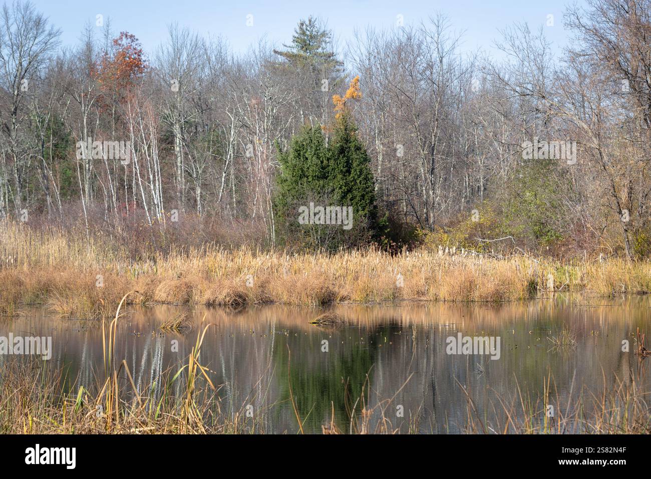 Late Fall in Upstate New York Dried Leaves Flower Garden Plants Stock ...