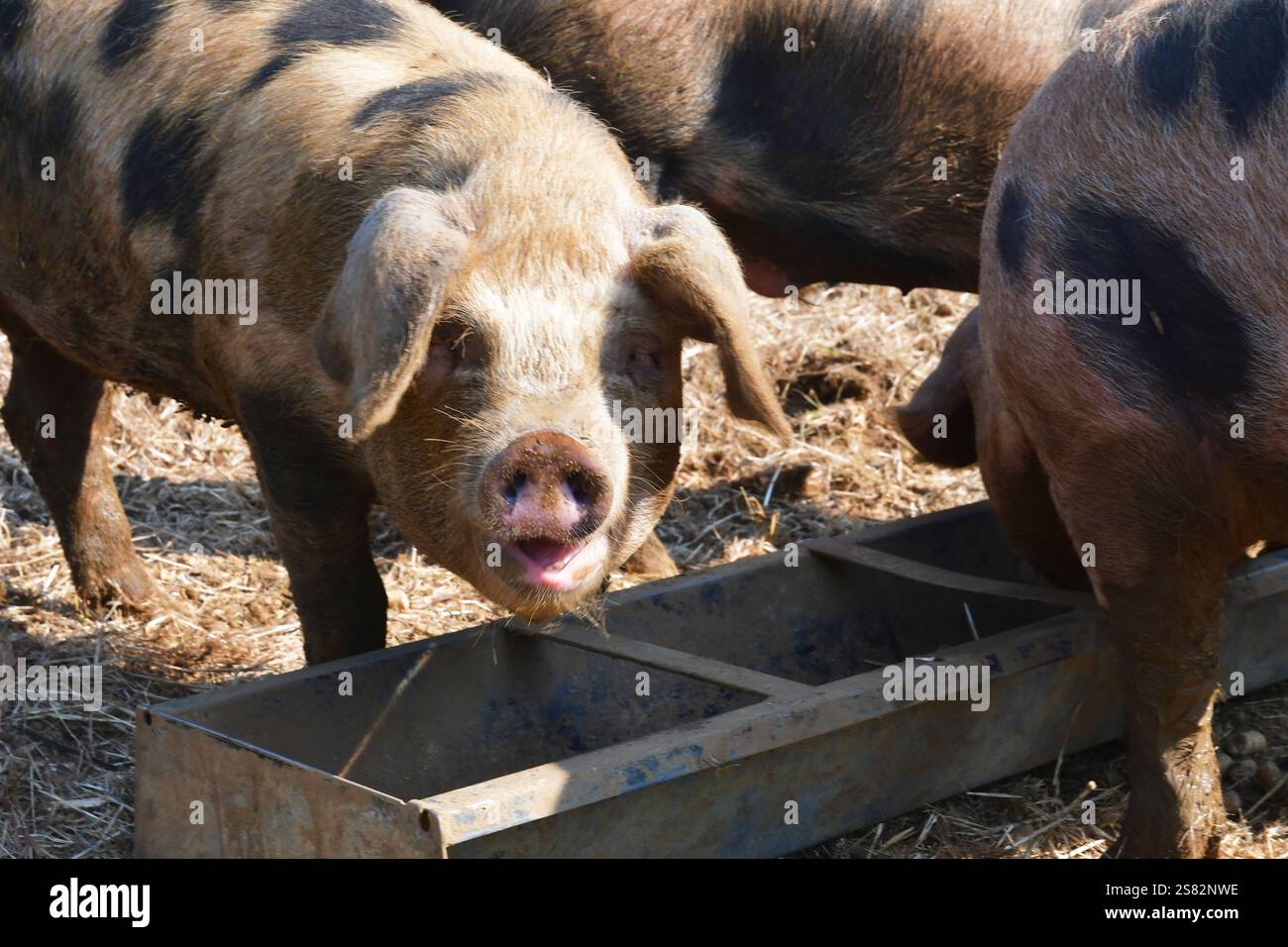Pigs on a smallholding in the UK. The breed is Oxford sandy and black ...