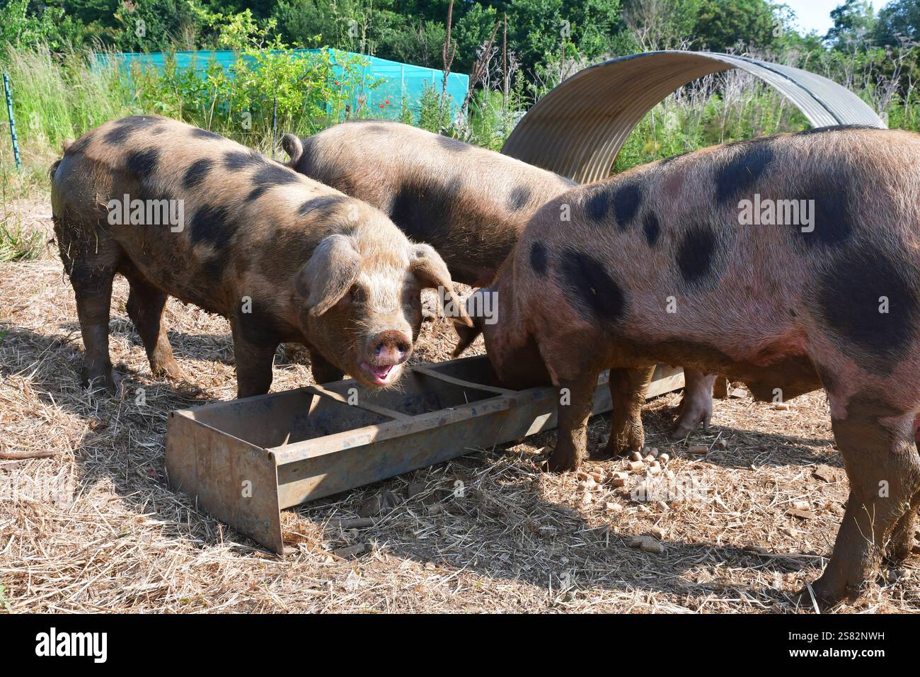 Pigs on a smallholding in the UK. The breed is Oxford sandy and black ...