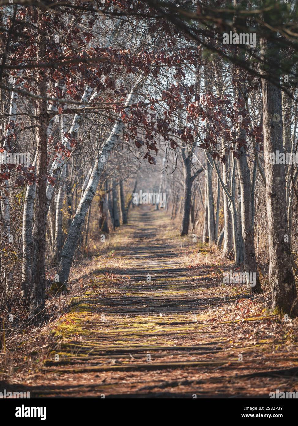 Fall Shadows Over Wooded Path Nature Vertical Background Stock Photo ...