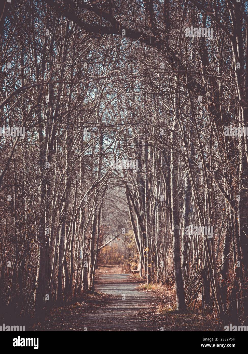 Fall Shadows Over Wooded Path Nature Vertical Background Stock Photo ...