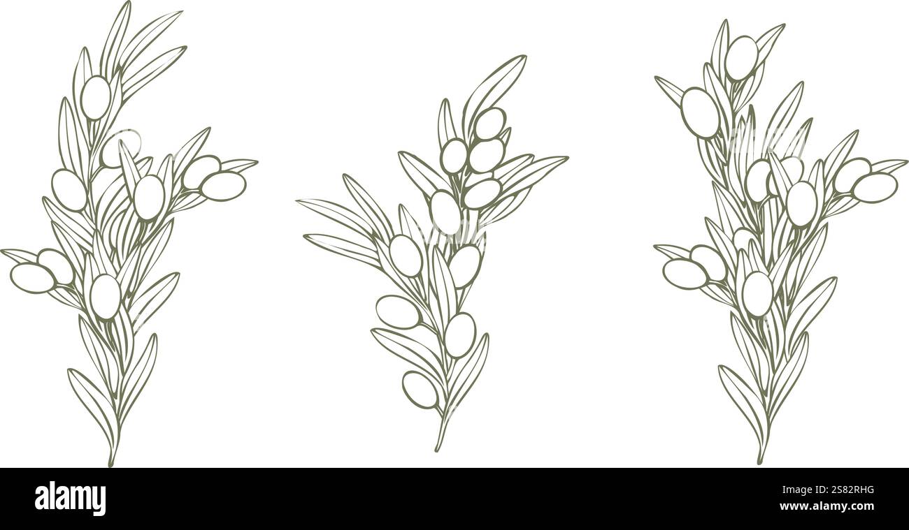 Vector olive tree branch with leaves and olives fruit. Hand drawn ...