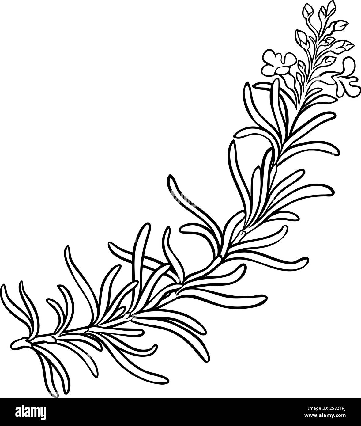 Rosemary Branch with Flowers Outline Illustration Stock Vector Image ...
