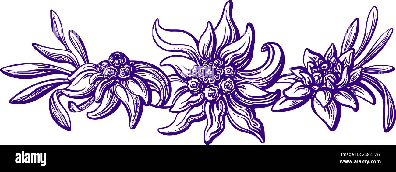 Edelweiss emblem. Flower in bloom, details leaves. Vector hand drawn ...