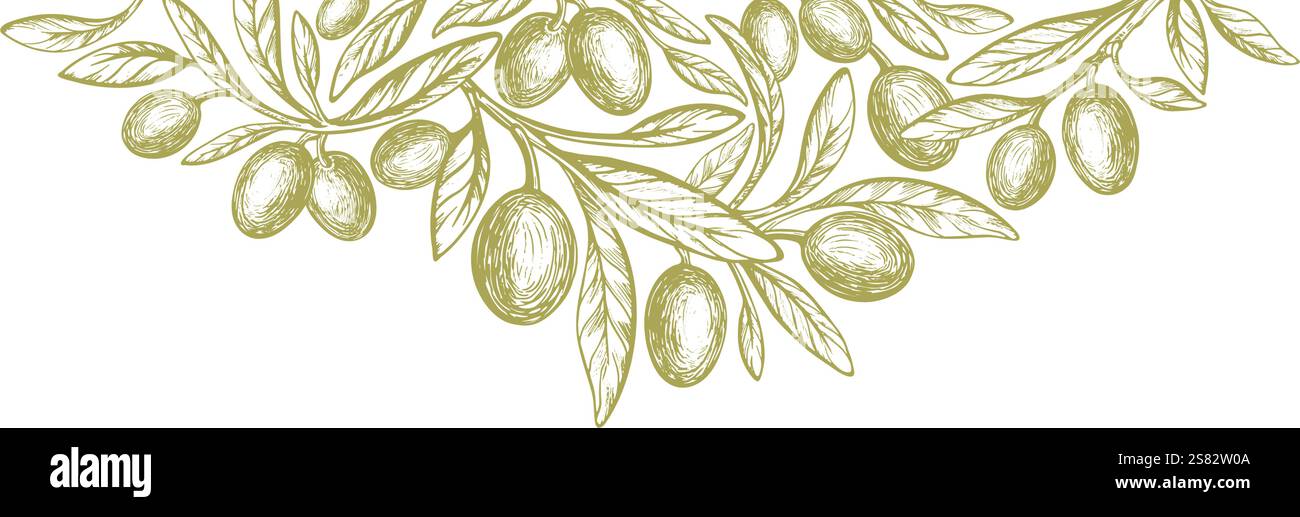 Olive design template. Vector hand drawn tree, oil fruit. Mediterranean ...