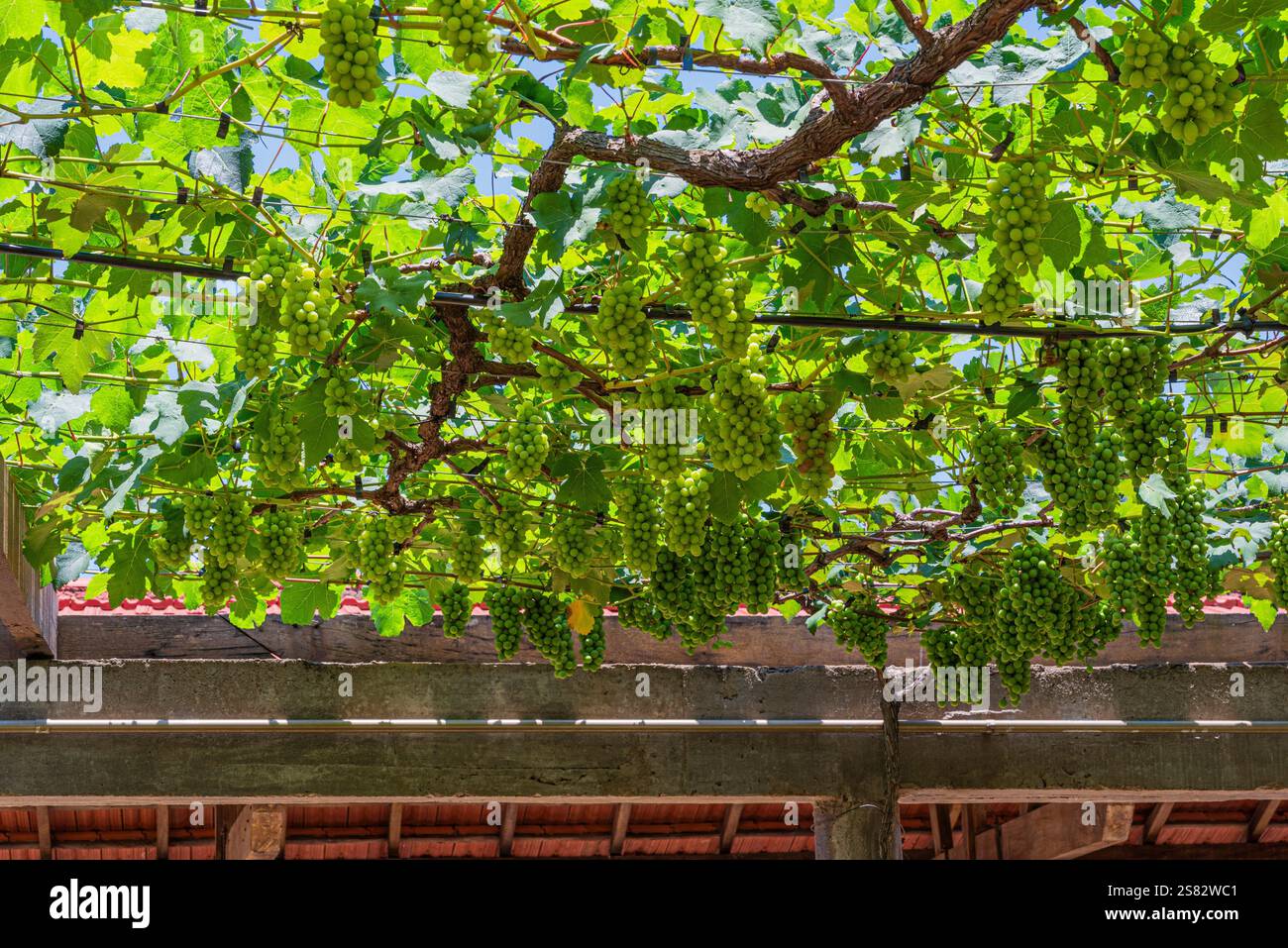 A lush canopy of grapevines laden with clusters of green grapes ...