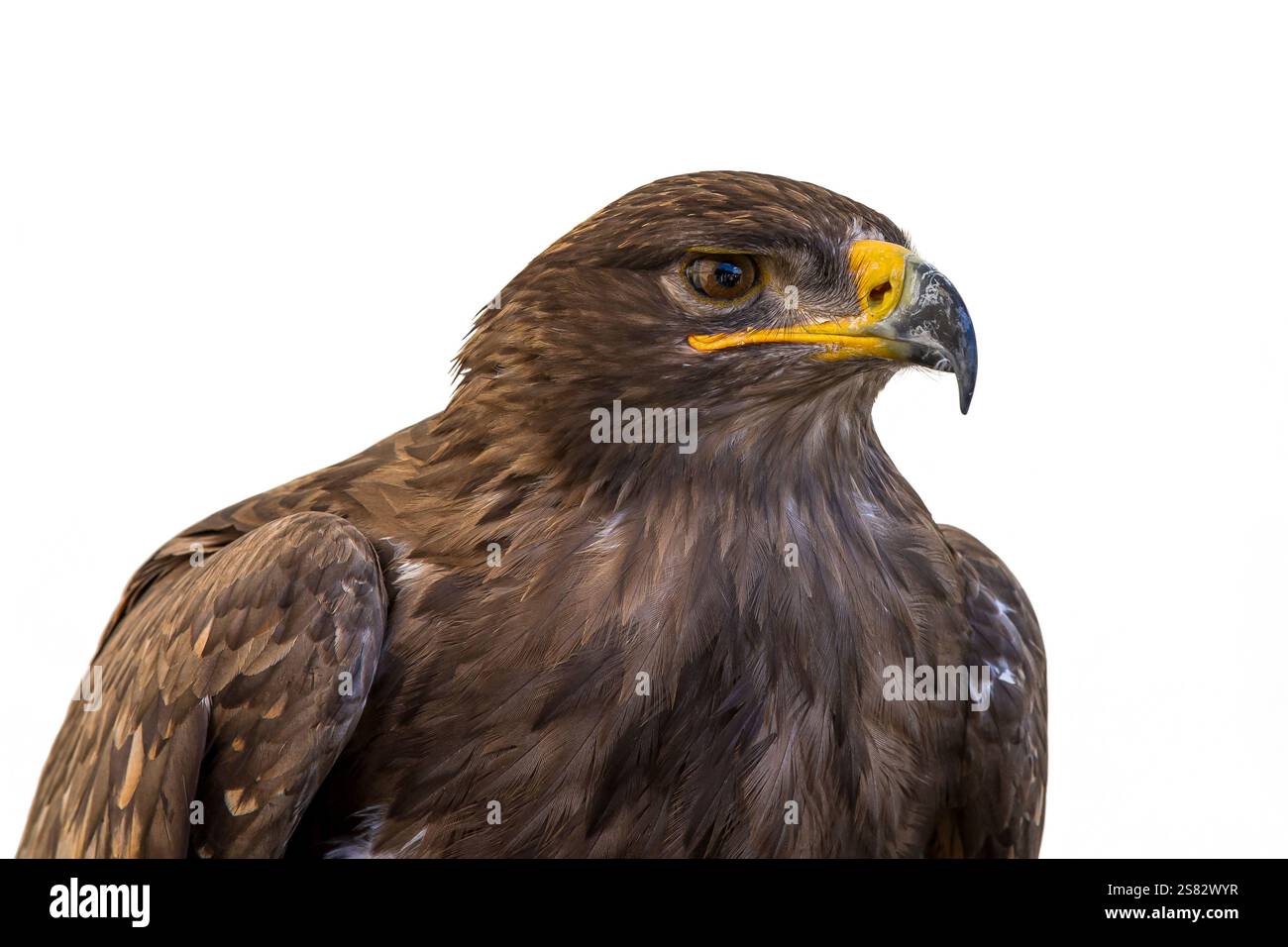 Golden eagle on white background. Close-up portrait of a Harris Hawk's ...