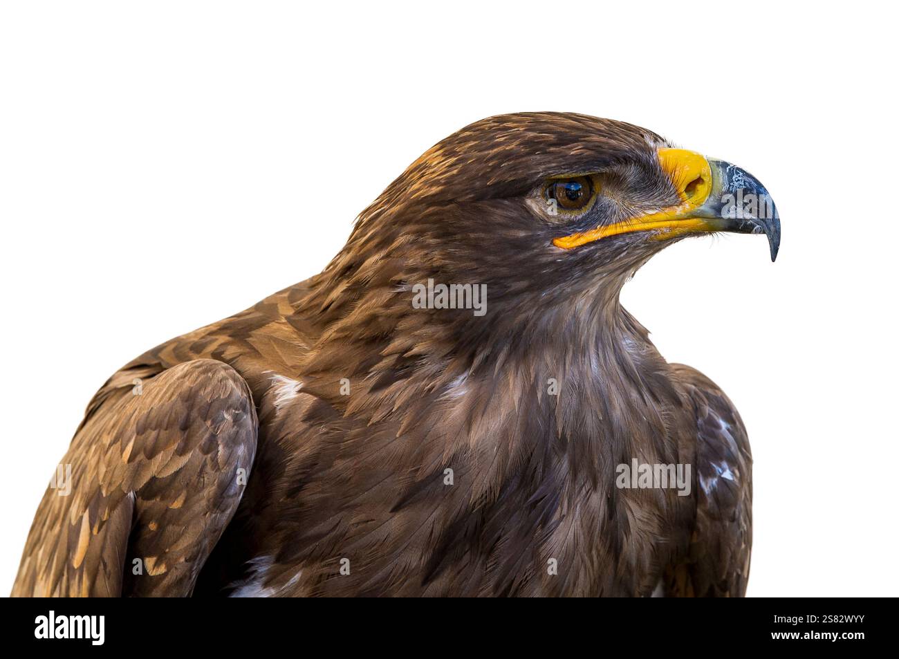 Golden eagle on white background. Close-up portrait of a Harris Hawk's ...