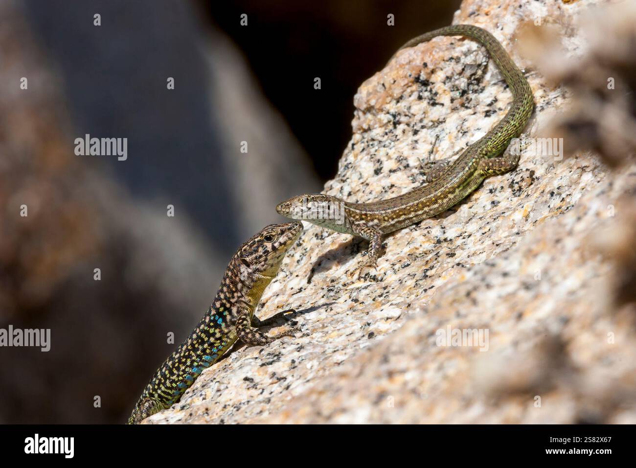 Tyrrhenian wall lizard (Podarcis tiliguerta) is a species of lizard in ...