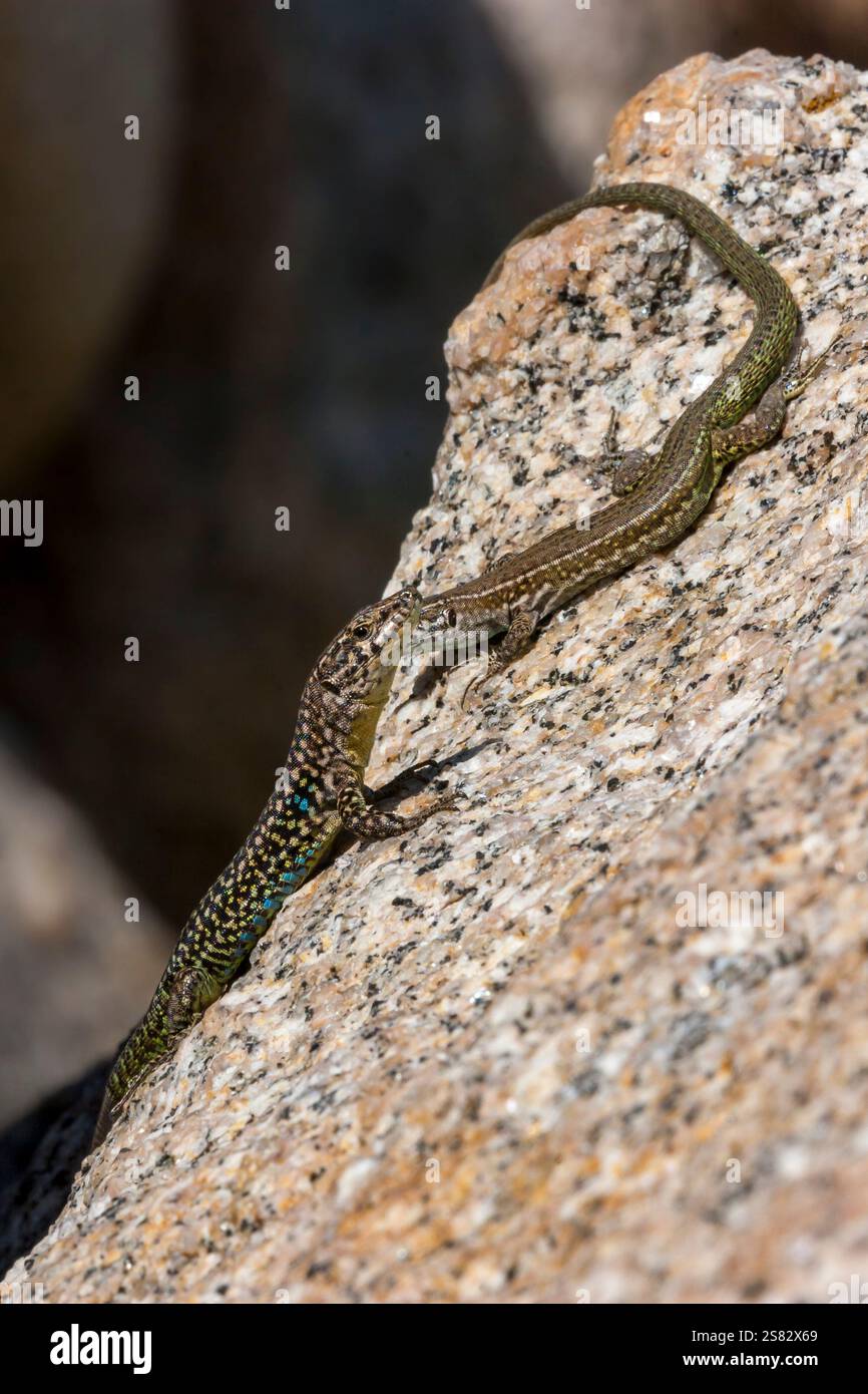 Tyrrhenian wall lizard (Podarcis tiliguerta) is a species of lizard in ...