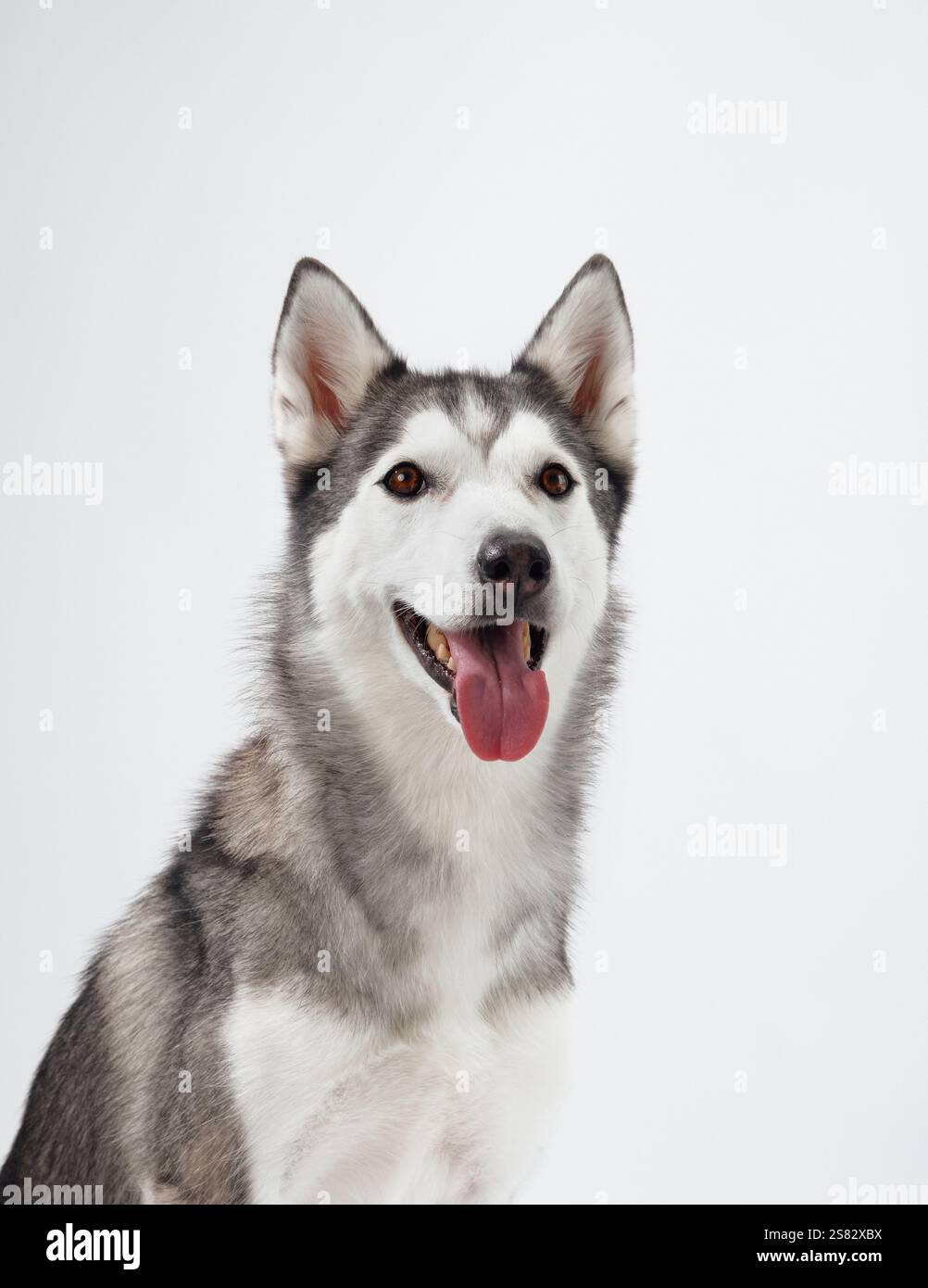 A cheerful Siberian Husky captured with its tongue out against a white ...