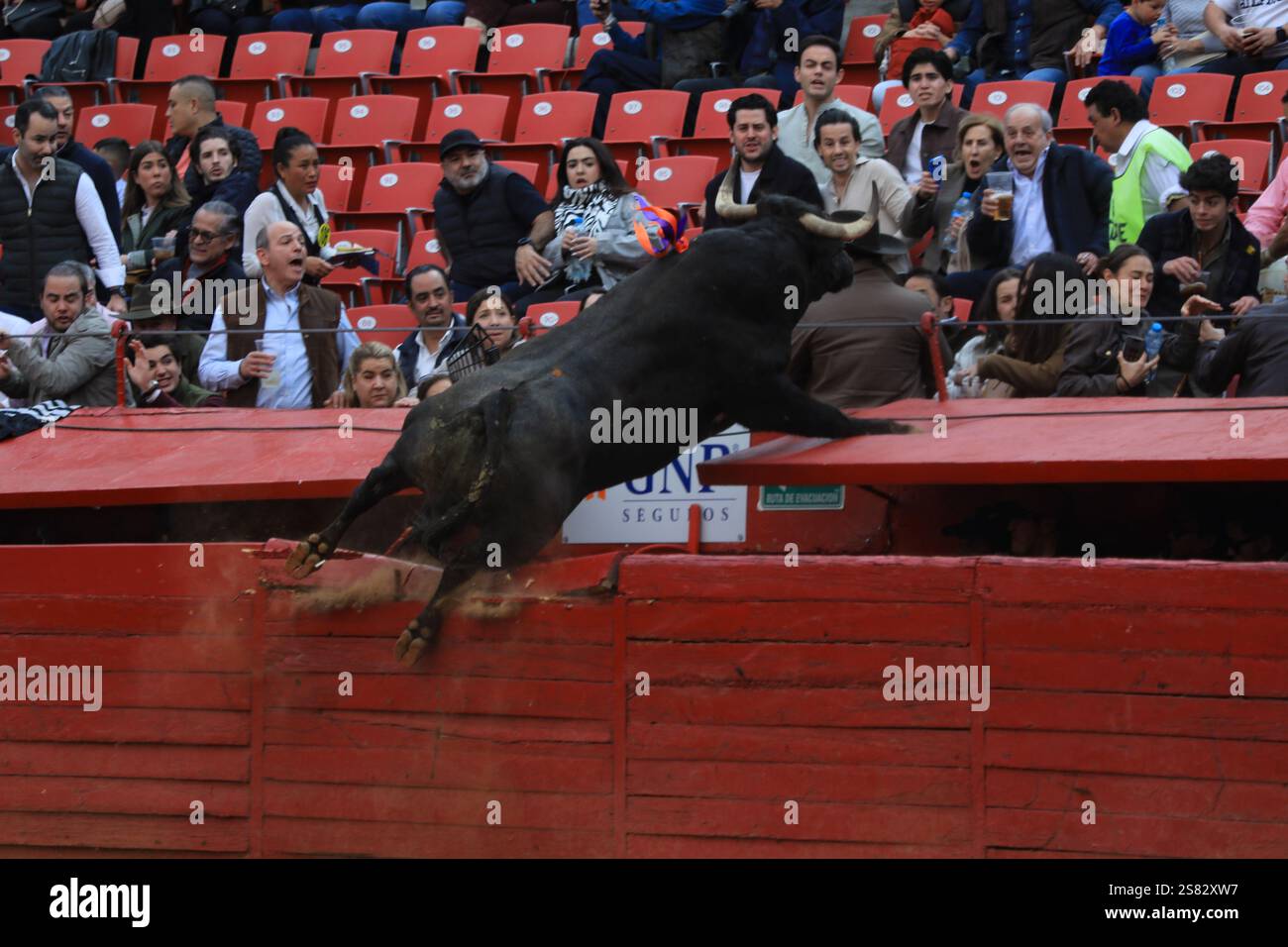 Mexico City, Mexico. 19th Jan, 2025. The fighting bull of the José ...