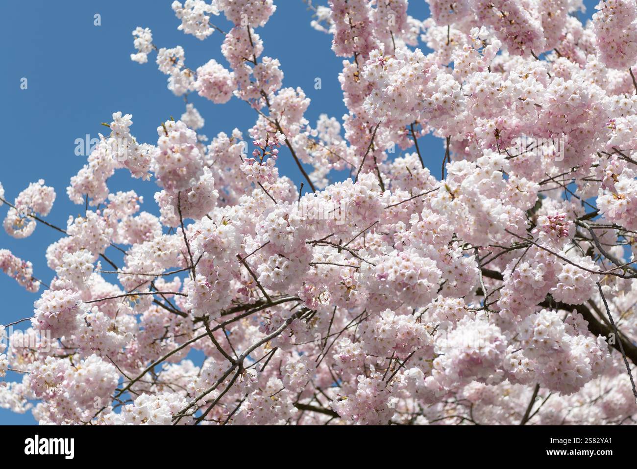 Beautiful spring season. Sakura tree blossom. Spring nature. Sakura ...